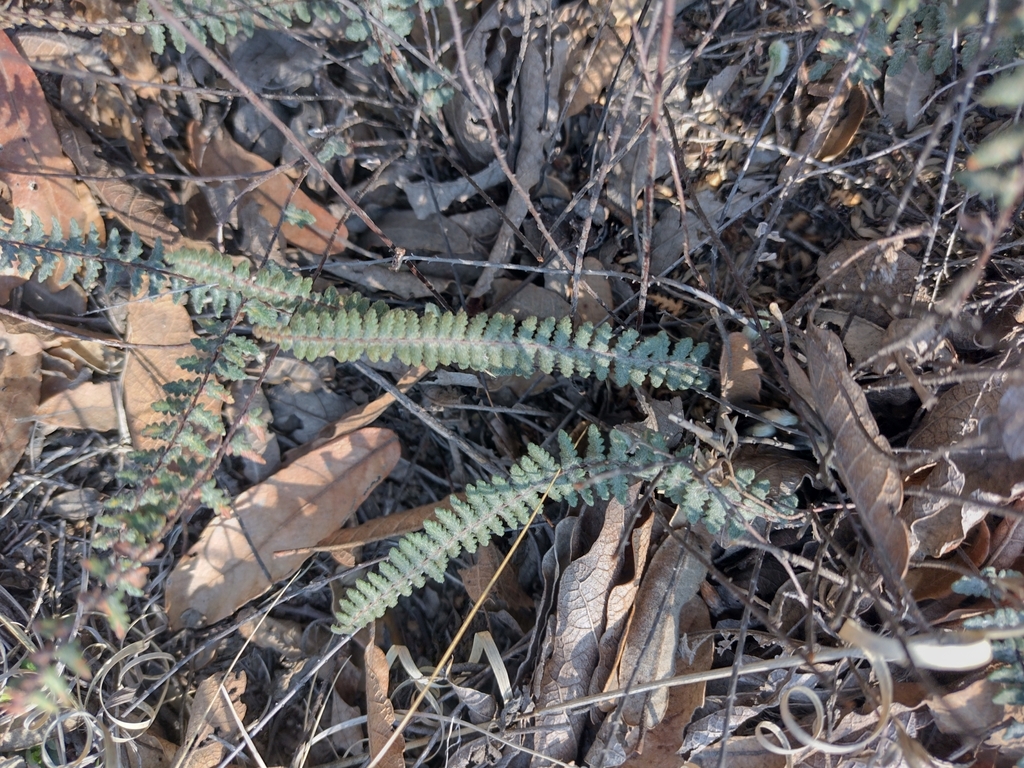 golden lipfern from Españita, MX-TL, MX on April 20, 2023 at 09:02 AM ...