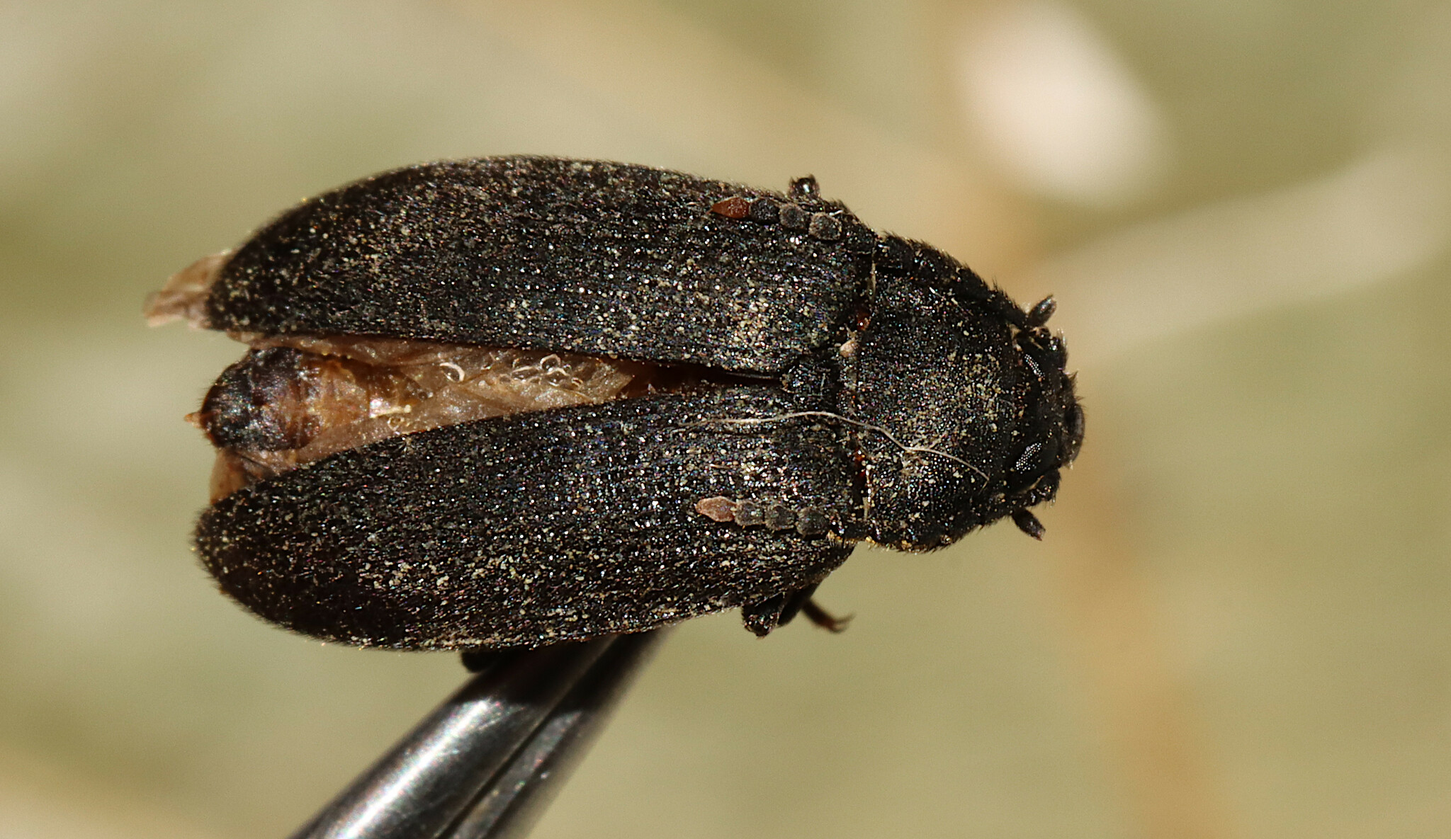 Tetratomidae