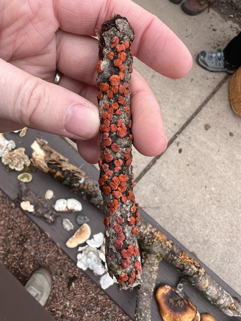 Red Tree Brain Fungus from Granite Peak Ski Resort, Wausau, WI, US on ...