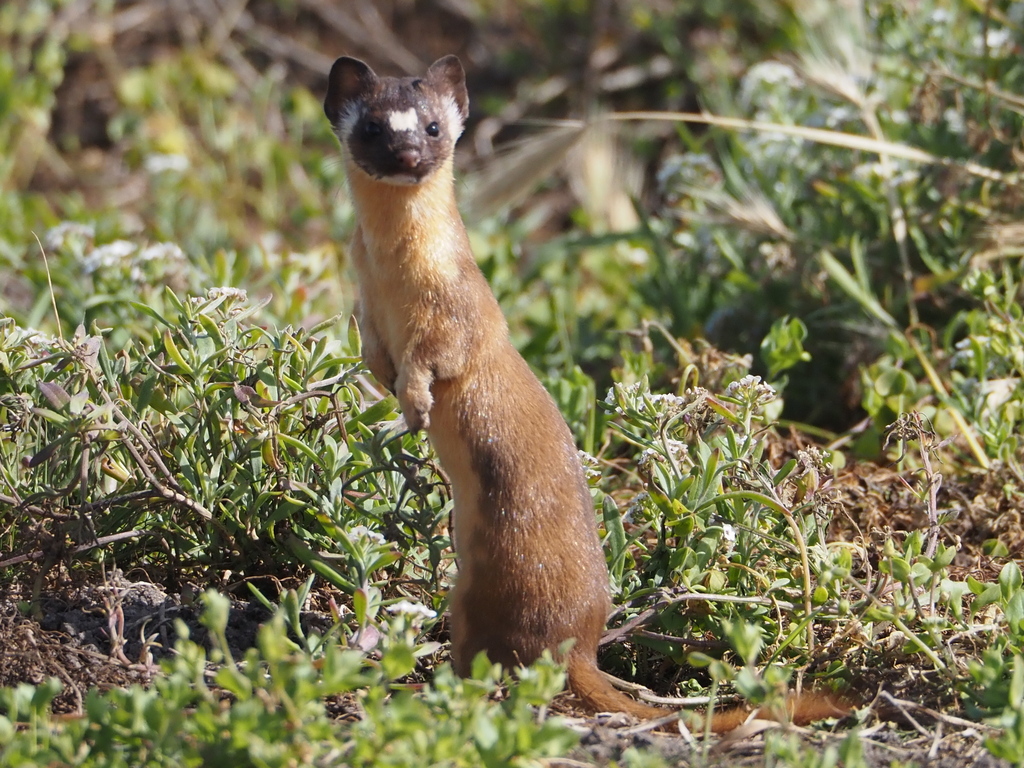 Long-tailed Weasel in April 2023 by James Maughn · iNaturalist