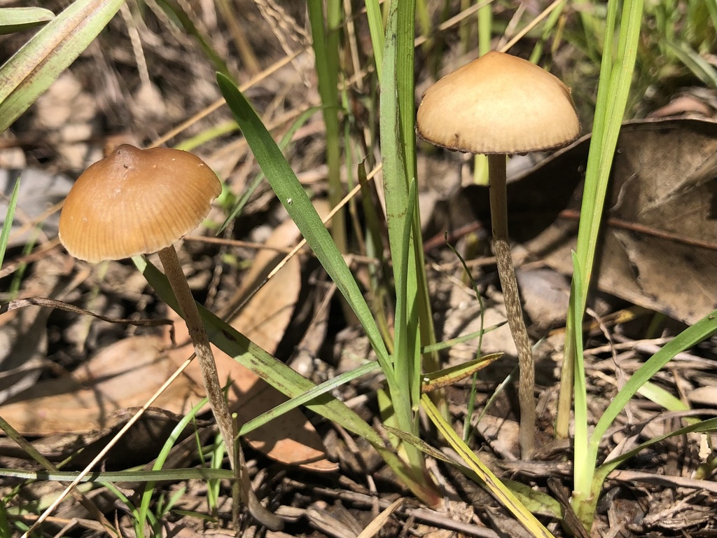 Island-Origin Mushroom Strains: Why Isolation Changes Genetics