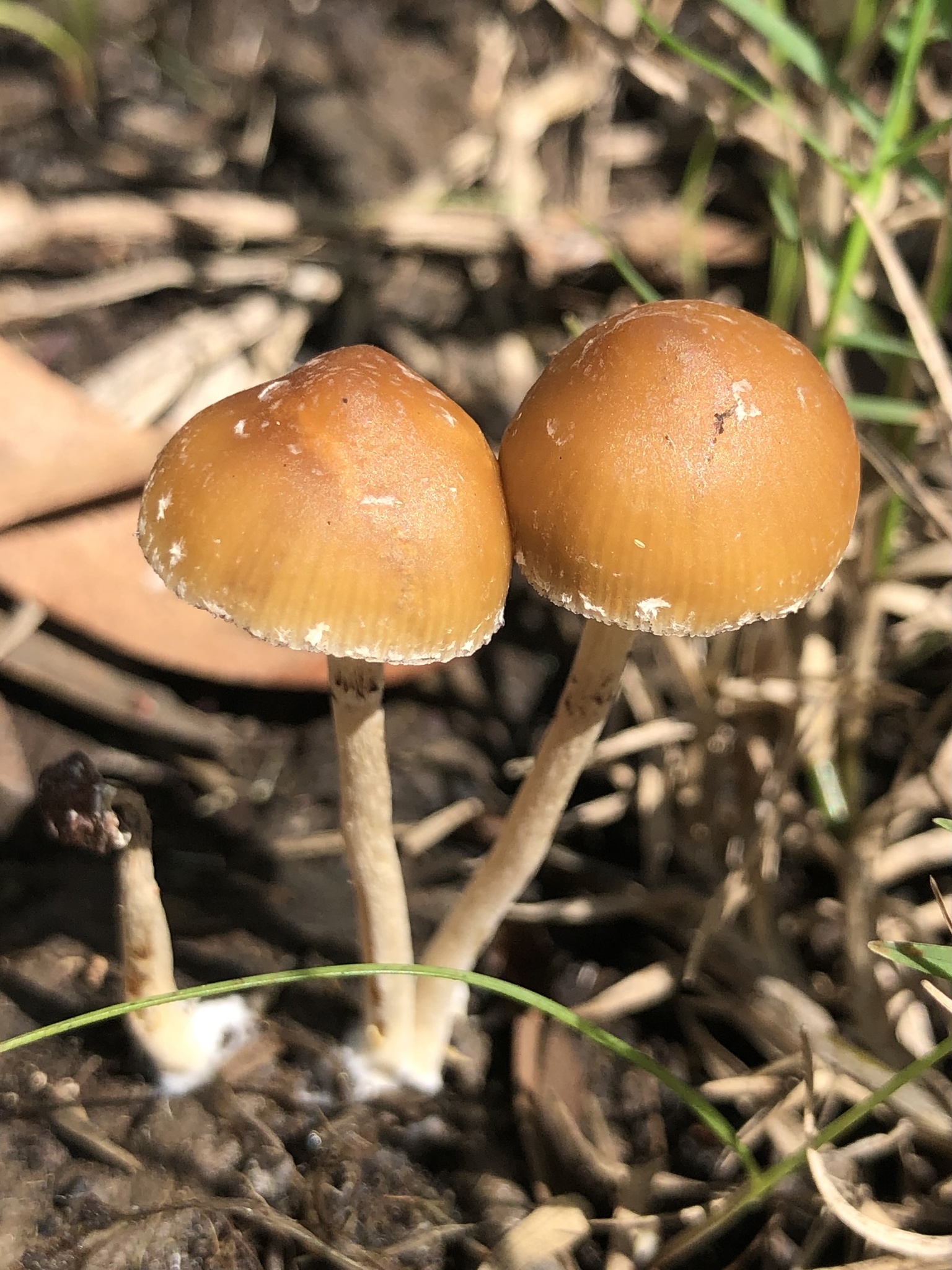 Psilocybe samuiensis Guzmán, Bandala & J.W.Allen