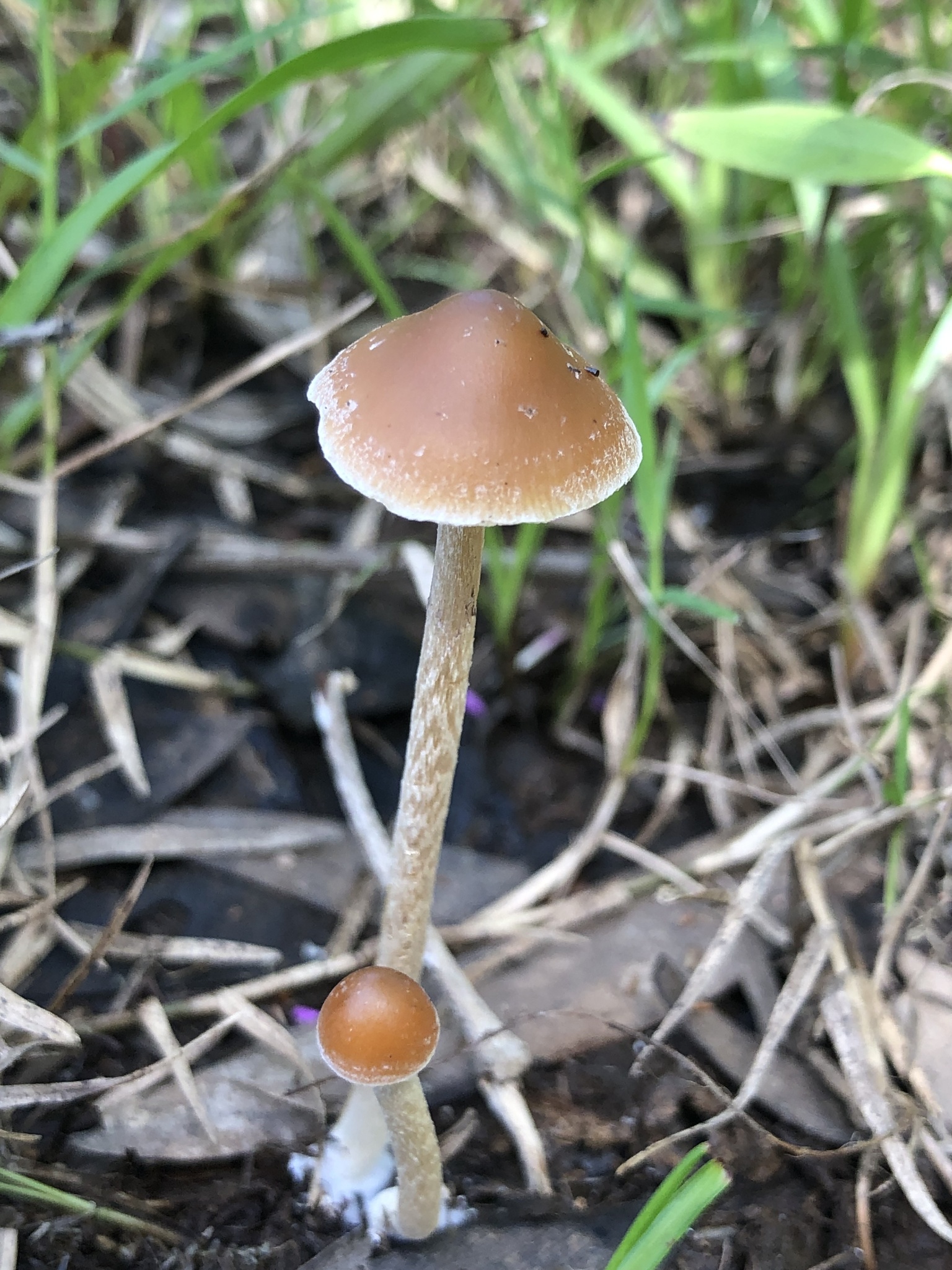 Psilocybe samuiensis Guzmán, Bandala & J.W.Allen