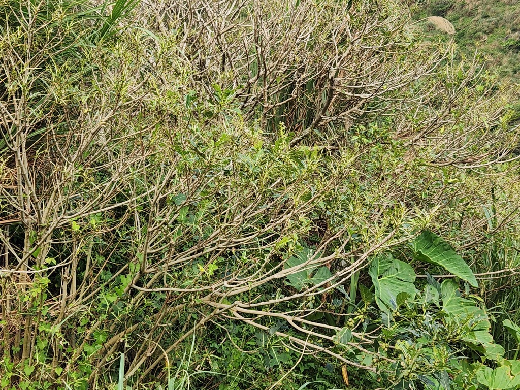 hauli tree from 台灣台東縣 on April 03, 2023 at 05:21 PM by 胡正恆(Jackson Hu ...