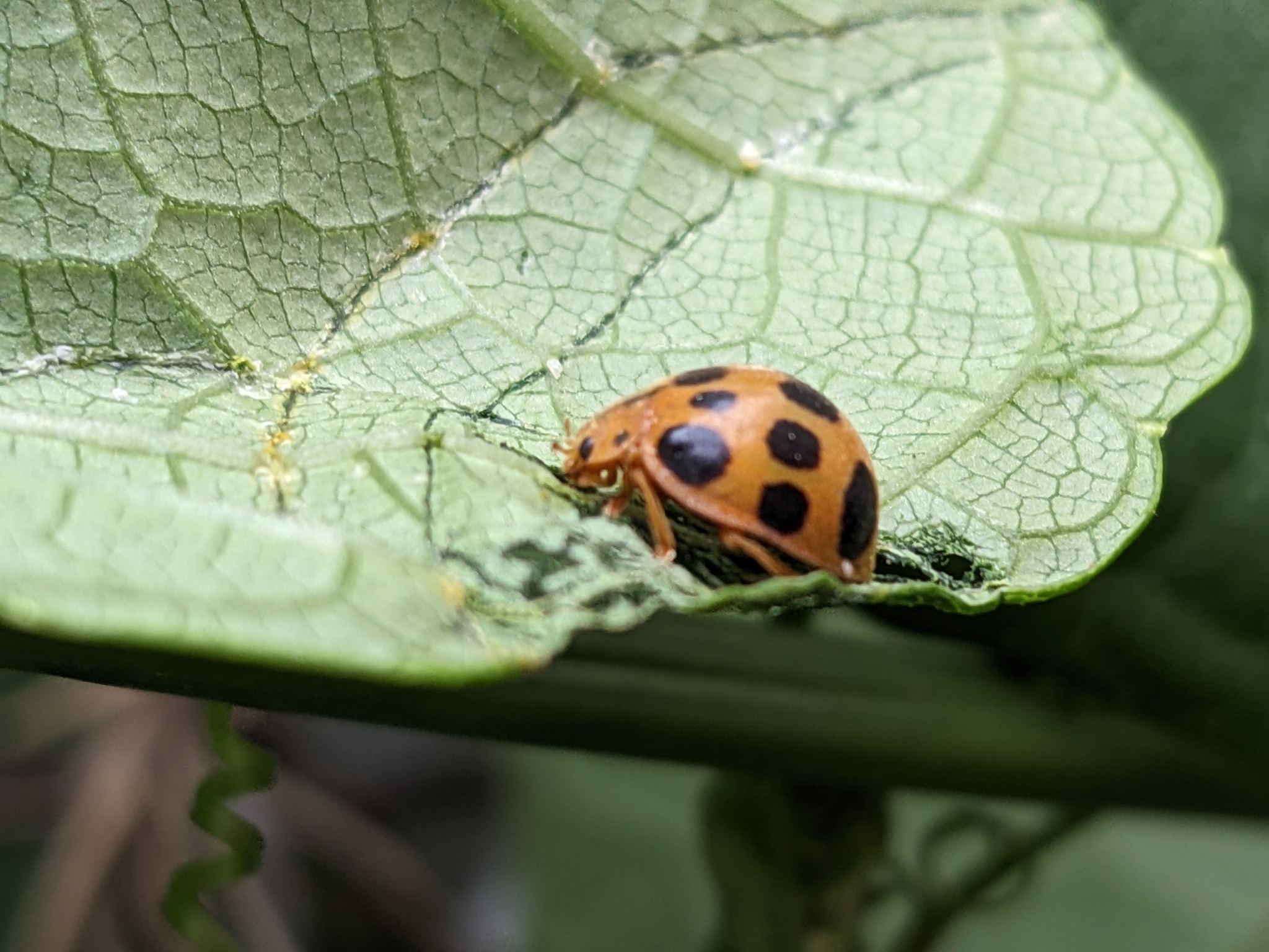 Epilachna borealis (Fabricius, 1775)