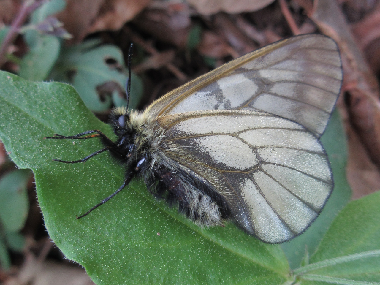 Parnassius stubbendorfii Ménétriés, 1849