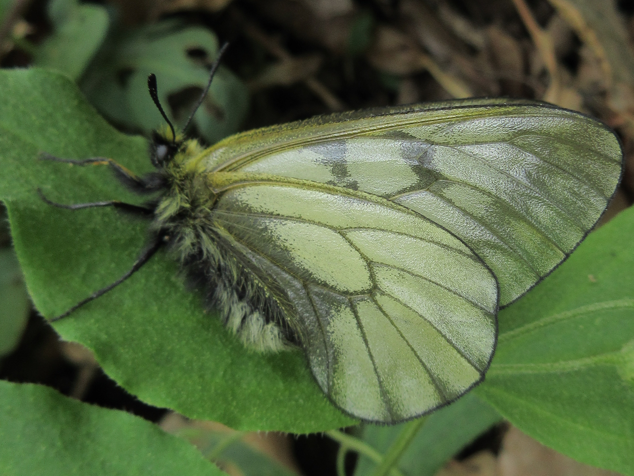 Parnassius stubbendorfii Ménétriés, 1849