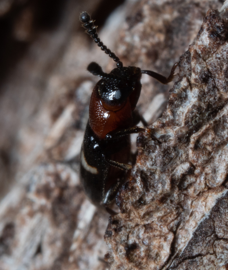 Beetles from Melbourne VIC, Australia on April 25, 2023 at 11:03 AM by ...