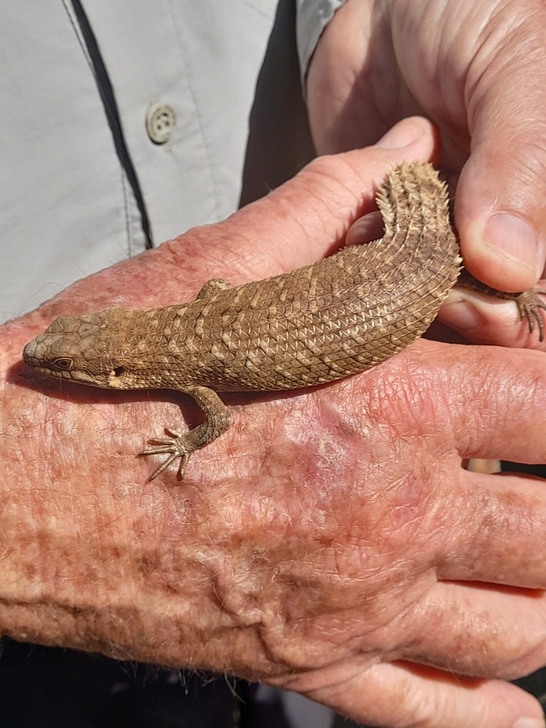 Gidgee Skink from Witchelina SA 5731, Australia on April 22, 2023 at 10 ...