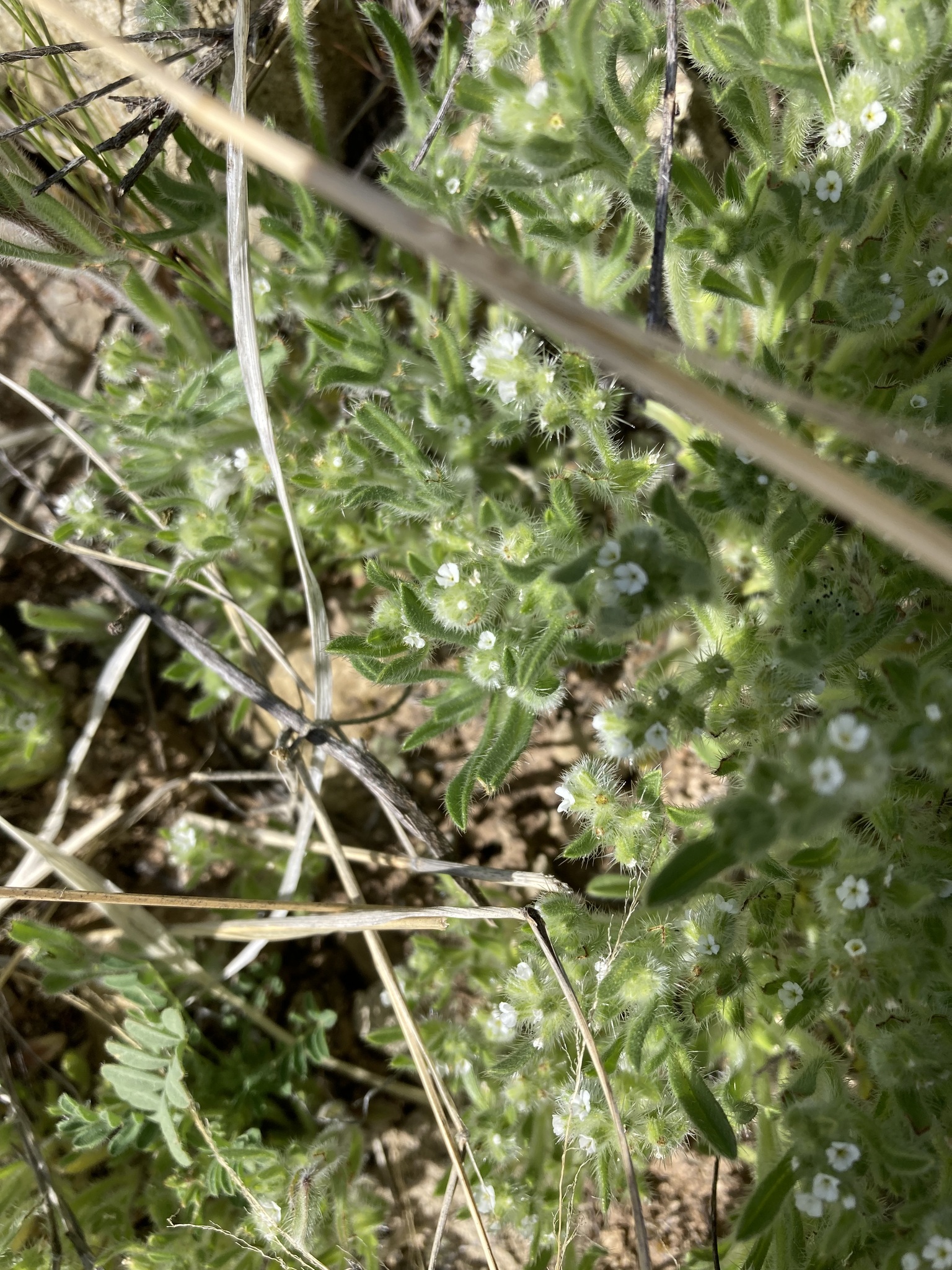 Cryptantha crassisepala (Torr. & Gray) Greene