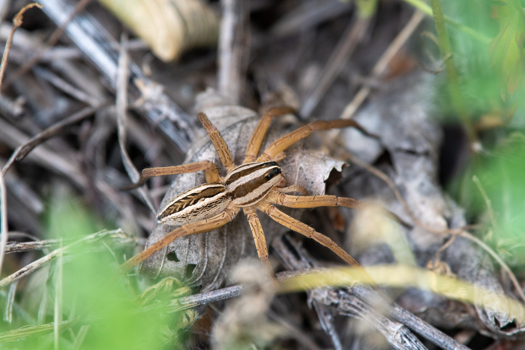 Rabid Wolf Spider from Lewisville, TX, USA on April 24, 2023 at 01:37 ...