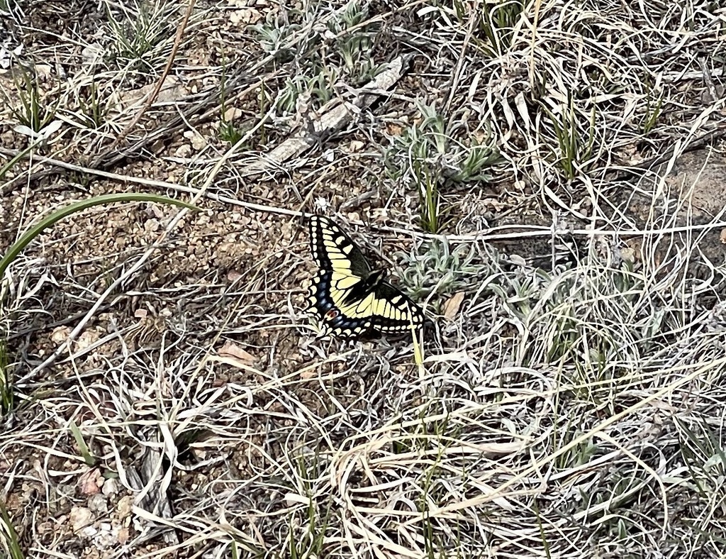 Anise Swallowtail in April 2023 by christian_nunes · iNaturalist