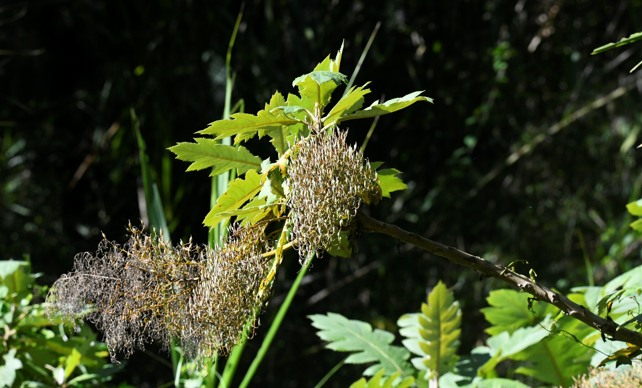 Bocconia frutescens L.