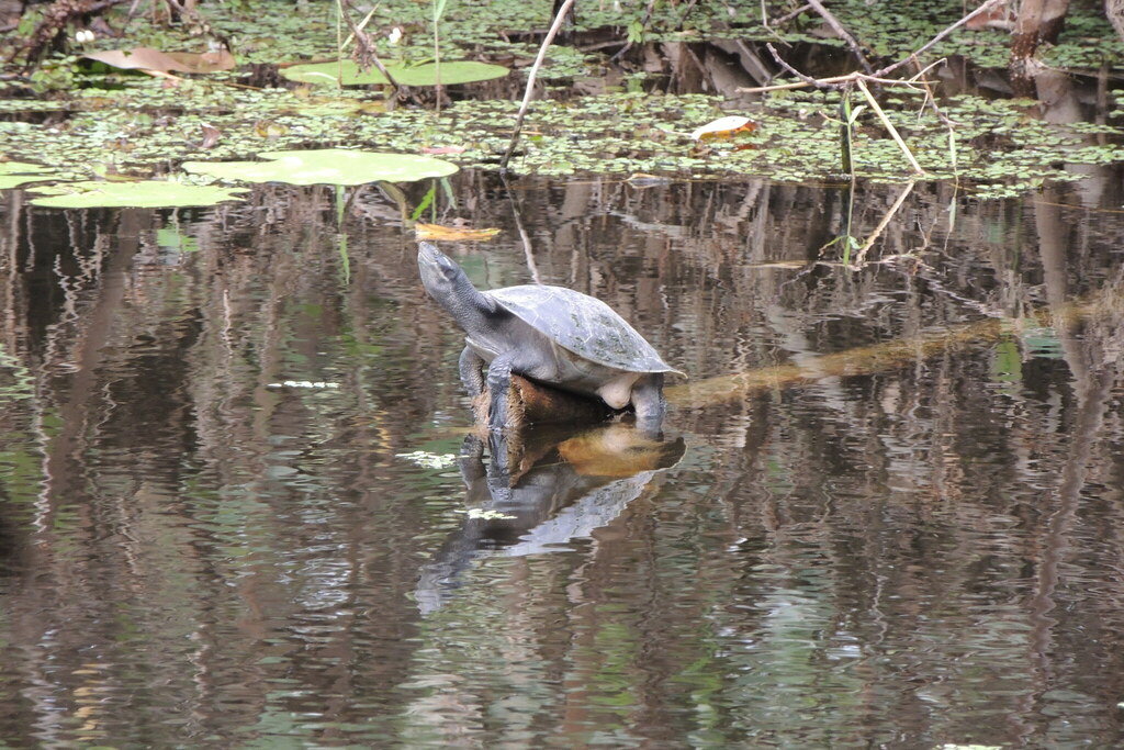 Krefft's River Turtle from Glen Eden QLD 4680, Australia on April 25 ...