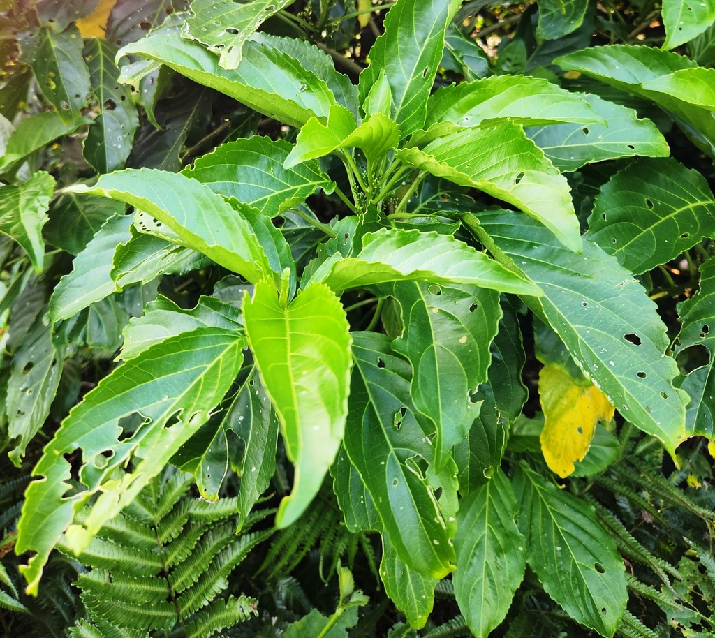 Claoxylon brachyandrum in April 2023 by 胡正恆(Jackson Hu) · iNaturalist