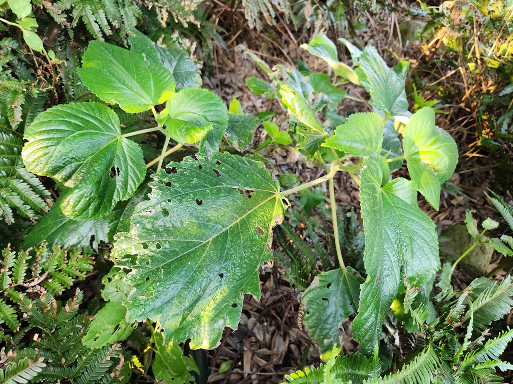 Pipturus arborescens from 台灣台東縣 on April 4, 2023 at 06:53 AM by 胡正恆 ...