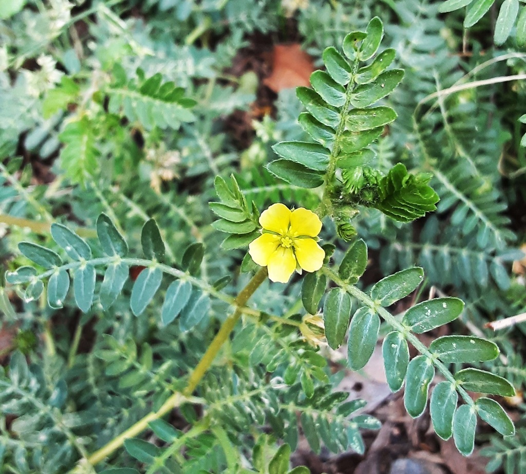 puncture vine from Goolgowi NSW 2652, Australia on March 30, 2023 at 06 ...
