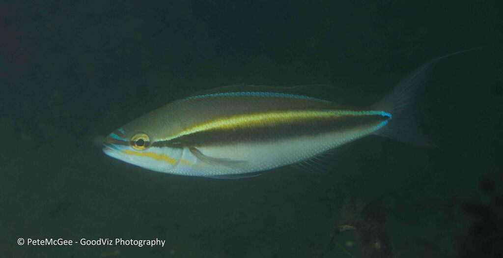 Paradise Threadfin Bream from chowder bay on April 21, 2023 at 11:00 AM ...