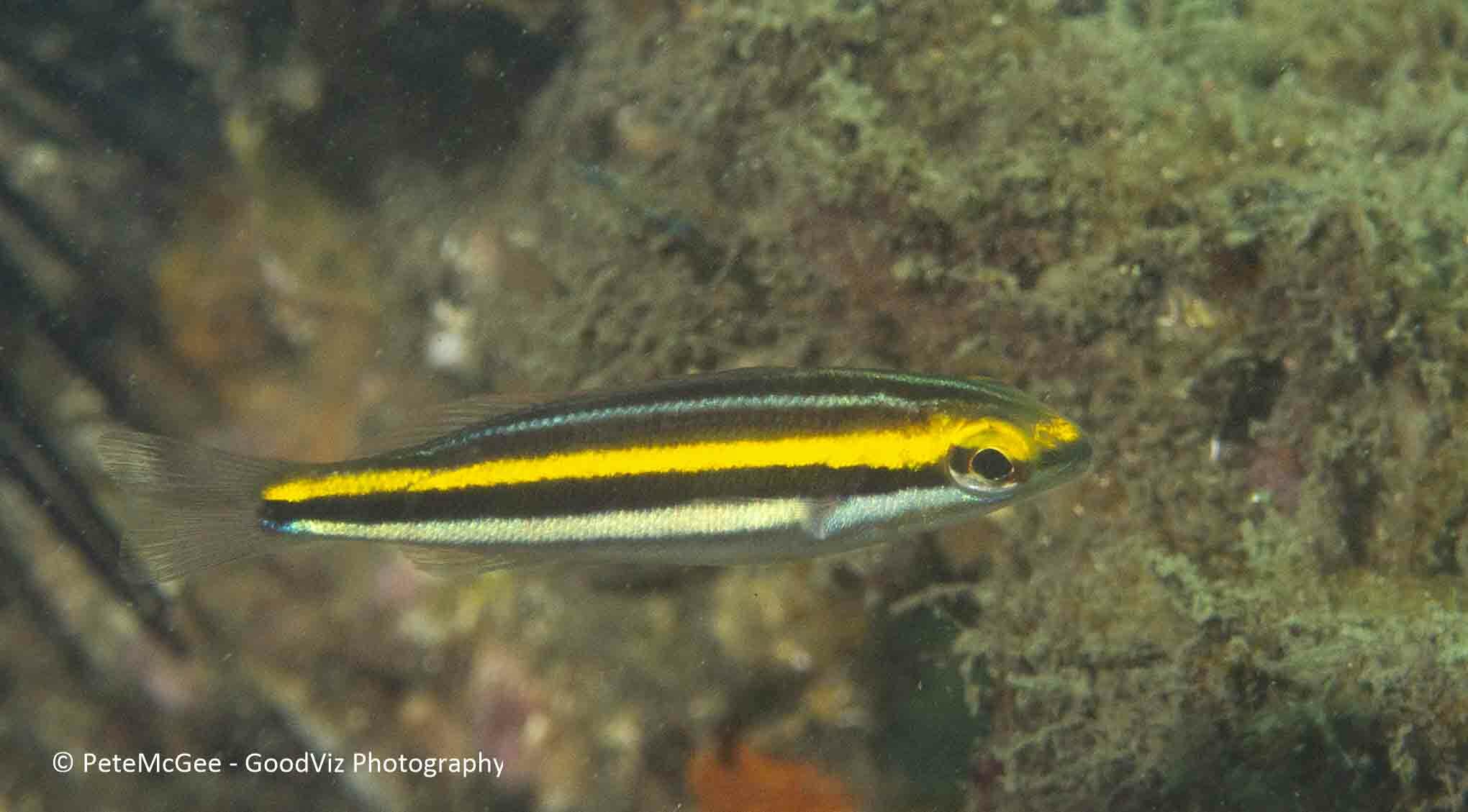 Pentapodus paradiseus (Günther, 1859)