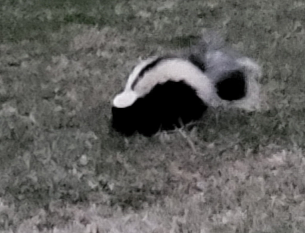 Striped Skunk from Shubenacadie, Canada on April 24, 2023 at 08:27 PM ...