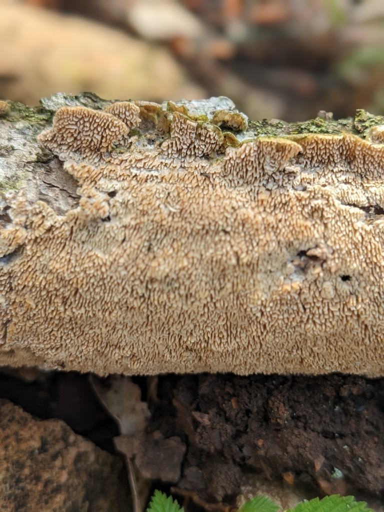 Milk-white Toothed Polypore from Jackson Township, MO, USA on April 15 ...