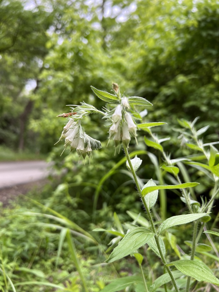 Soft-hair Marbleseed in April 2023 by Hayden LaBarr · iNaturalist