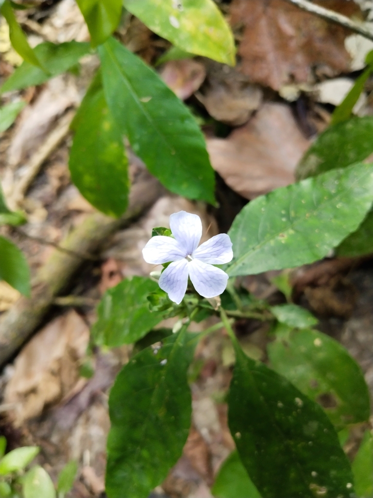 Eranthemum suffruticosum from Ocean Tribe Scuba, havelock #3, Andaman ...