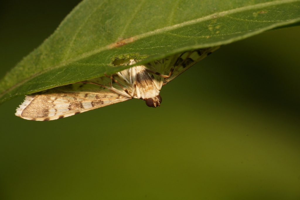 Stained-glass Moth in April 2023 by Lucas Garriga · iNaturalist