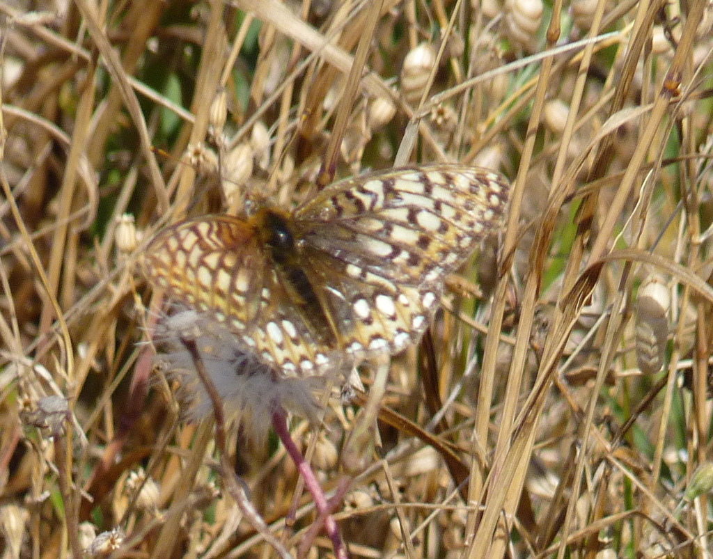 Callippe Silverspot in July 2011 by djrawlinson. With Dave Bartholomew ...