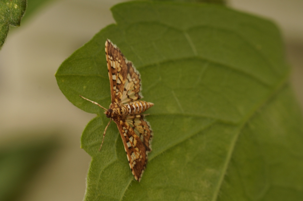 Stained-glass Moth in April 2023 by Lucas Garriga · iNaturalist