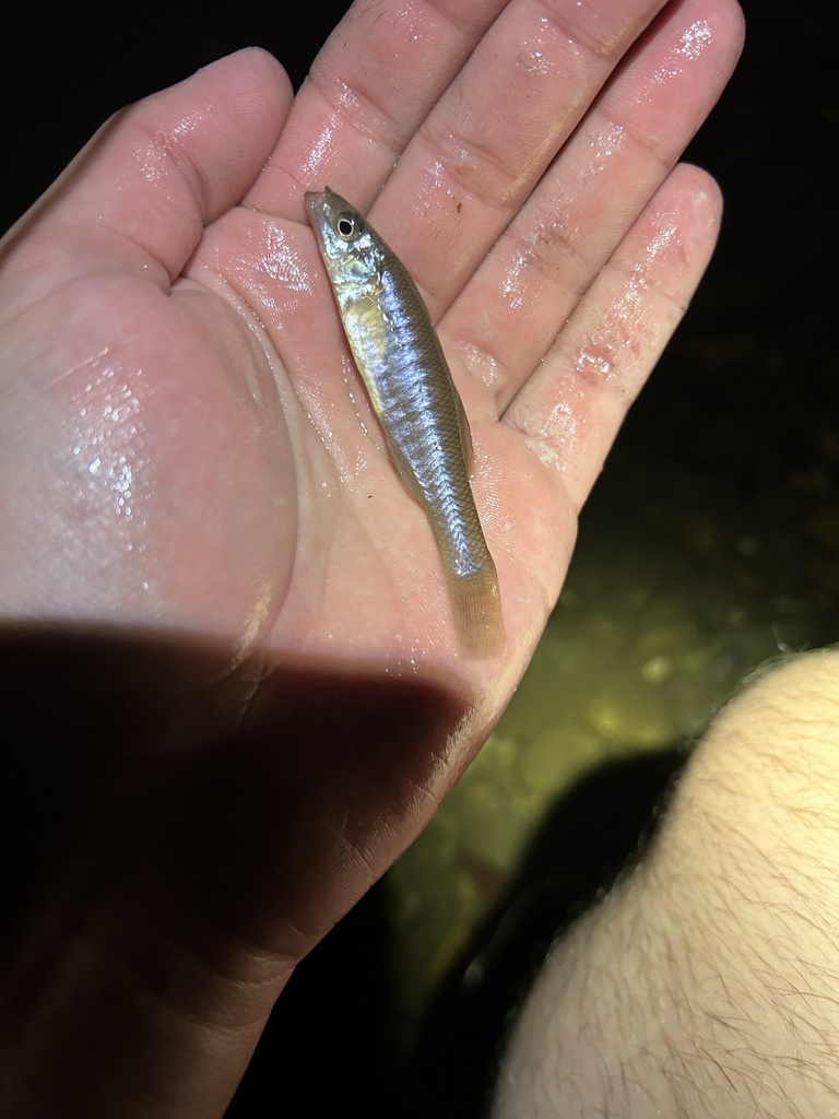 Eastern Banded Killifish from Susquehanna State Park, Havre De Grace ...