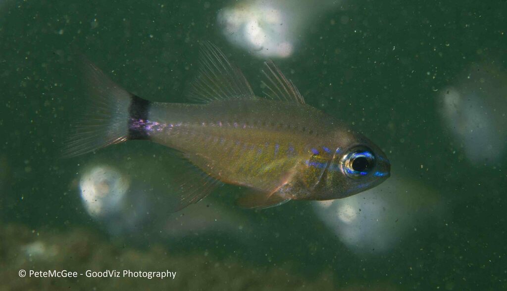 Ringtail Cardinalfish from Chowder Bay, New South Wales, Australia on ...