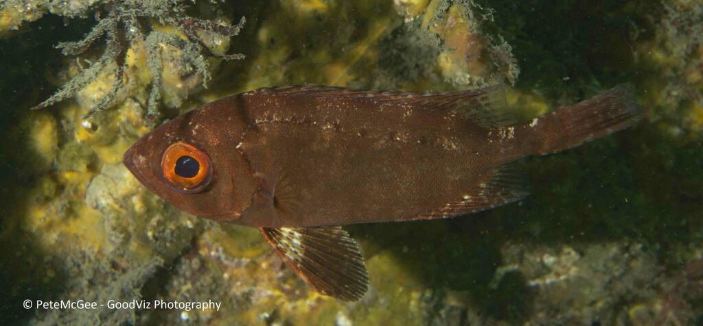 Red Big-eye from Chowder Bay, New South Wales, Australia on April 25 ...