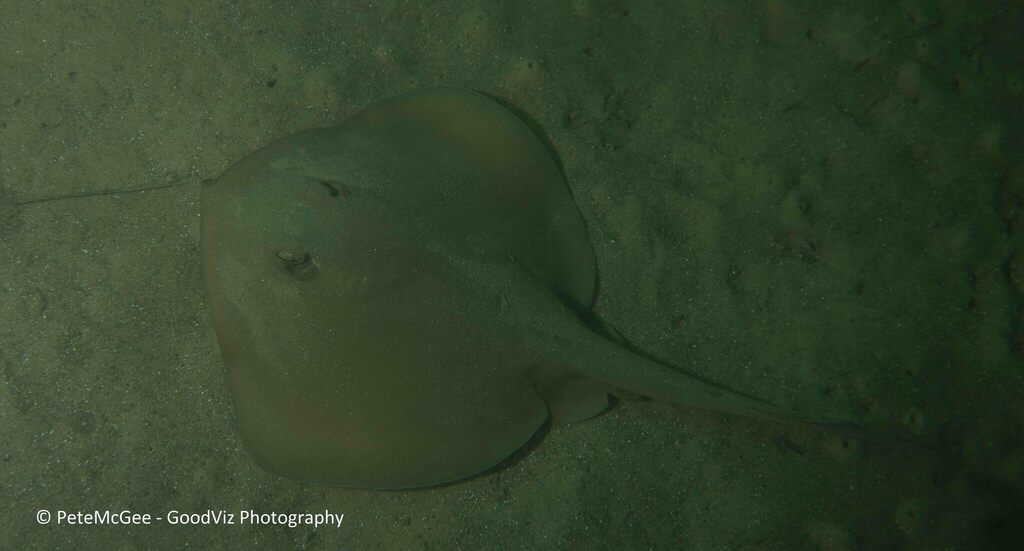 Trygonoptera from Chowder Bay, New South Wales, Australia on April 25 ...
