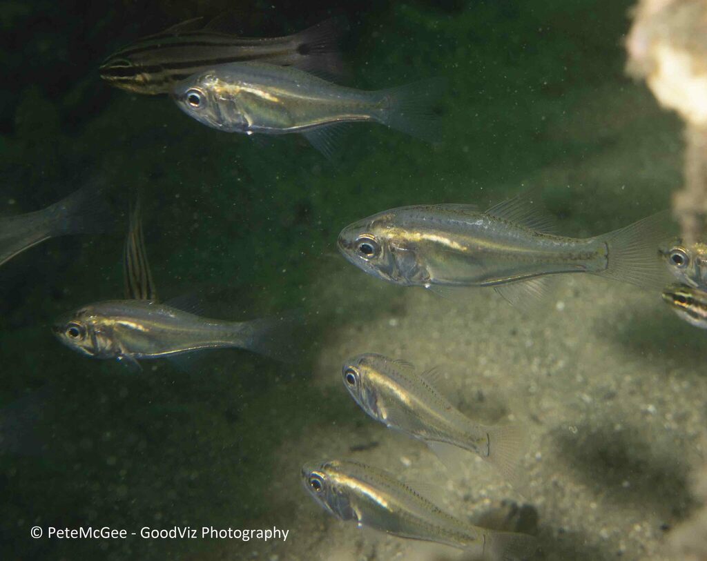 Pinkbreast Siphonfish from Chowder Bay, New South Wales, Australia on ...
