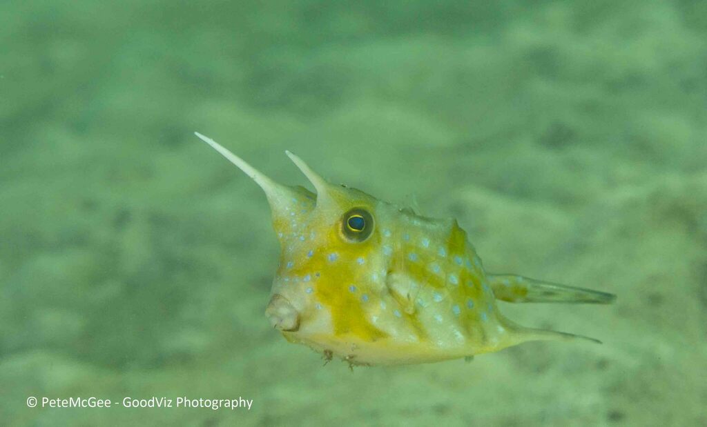Longhorn Cowfish from Chowder Bay, New South Wales, Australia on April ...