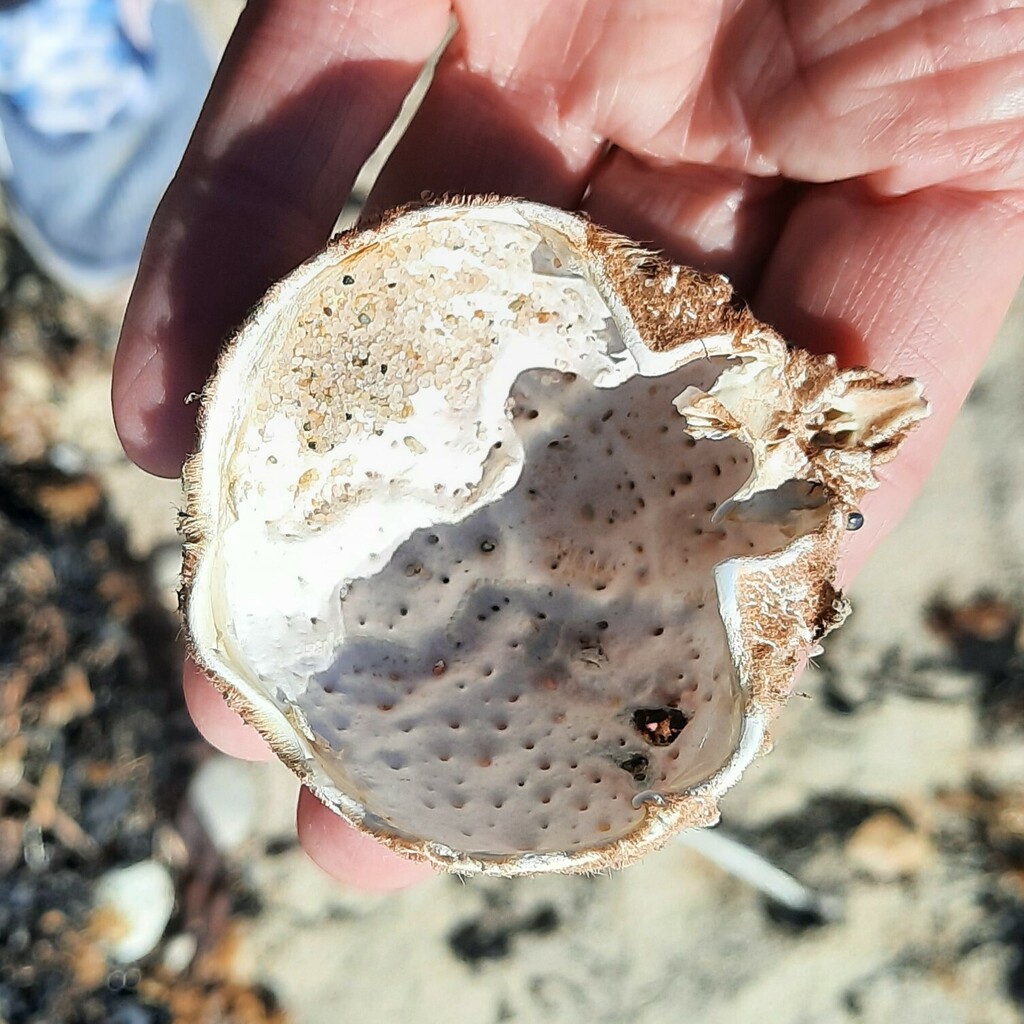 Portly Spider Crab from Plymouth, MA, USA on September 29, 2022 at 10: ...