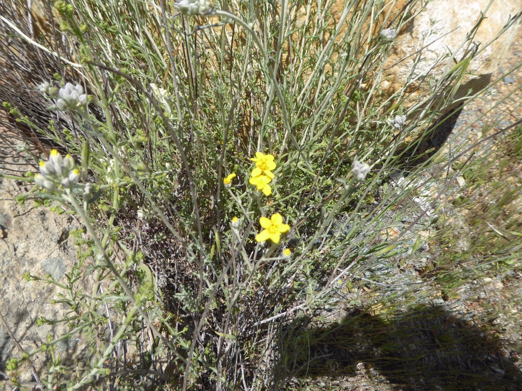 Golden Yarrow from Otay National Co-op. Land and Wildlife Mngmt. Area ...