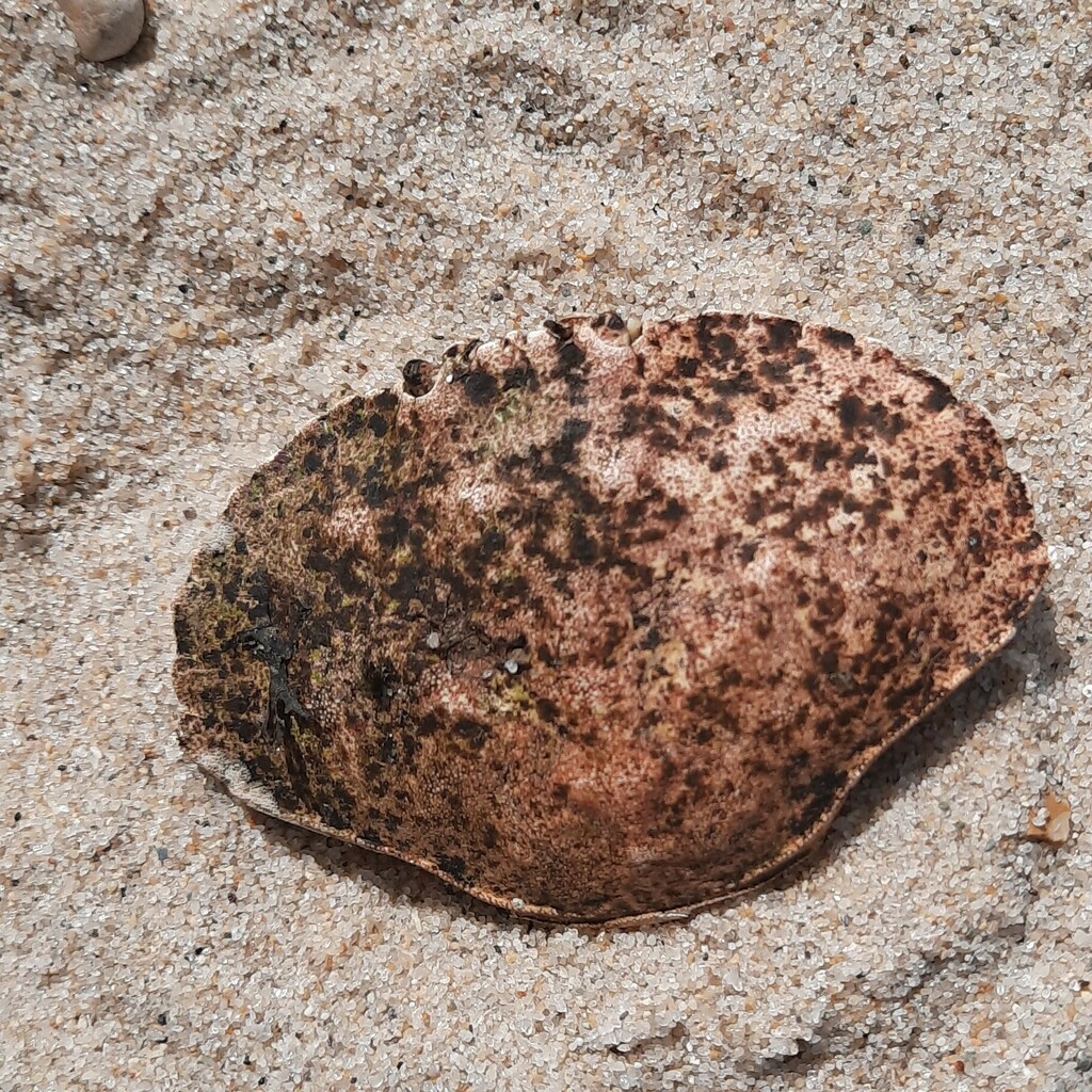 Atlantic Rock Crab from Plymouth, MA, USA on September 29, 2022 at 11: ...
