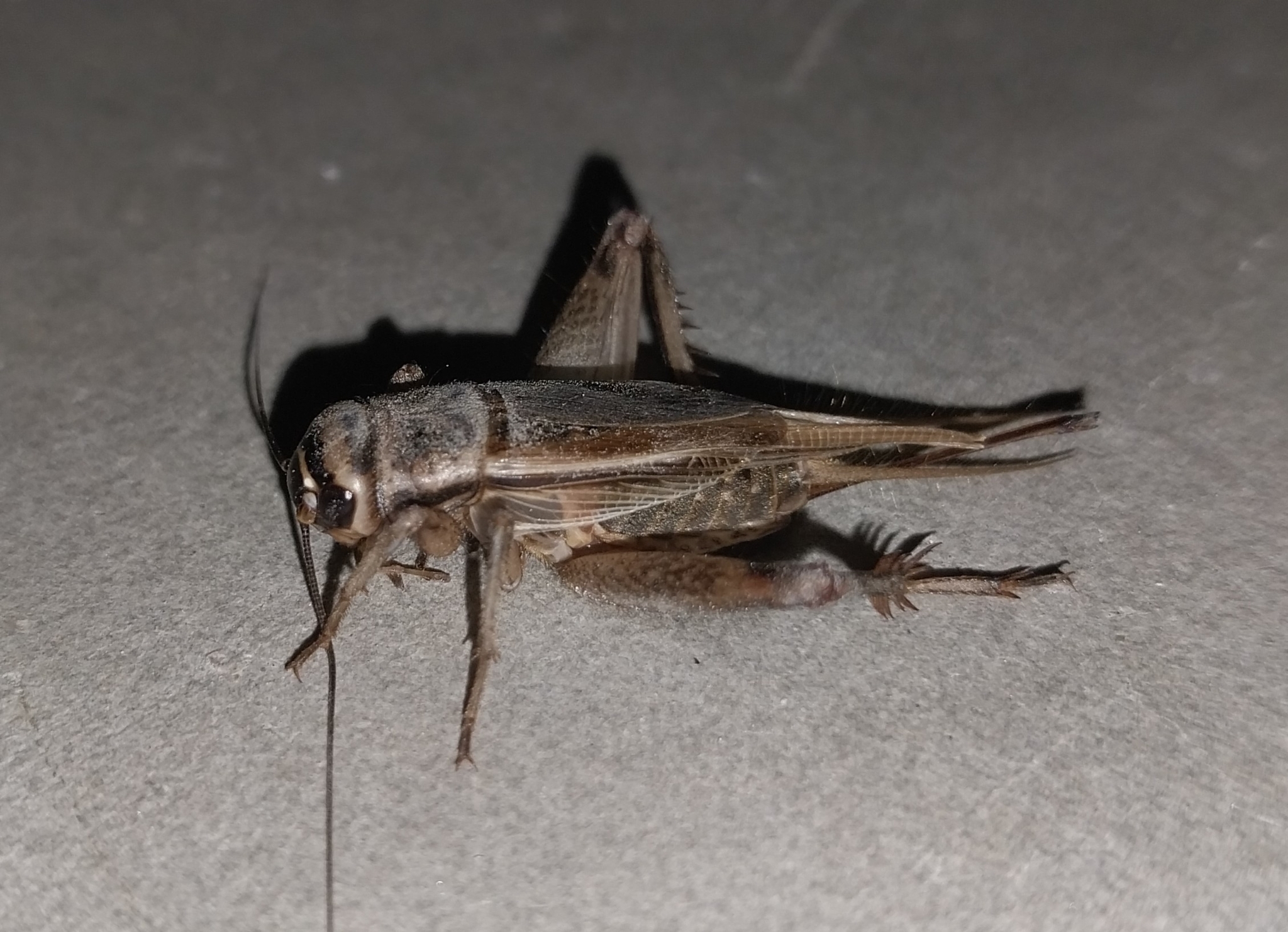 Acheta domesticus (Linnaeus, 1758)