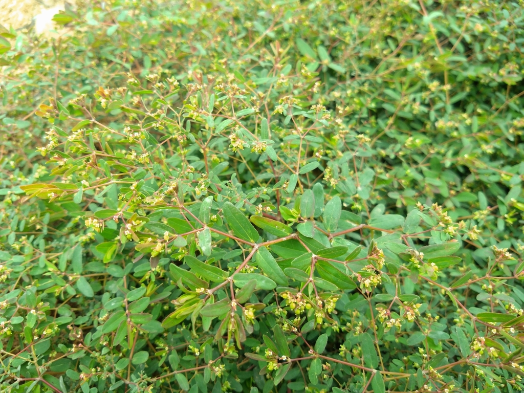 hyssop spurge from 638台灣雲林縣麥寮鄉麥豐村 on April 25, 2023 at 11:39 AM by ...