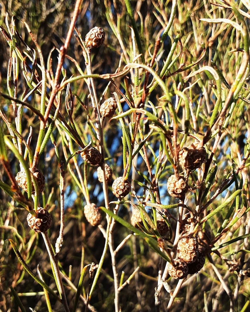 broombush from Goolgowi NSW 2652, Australia on March 31, 2023 at 08:48 ...