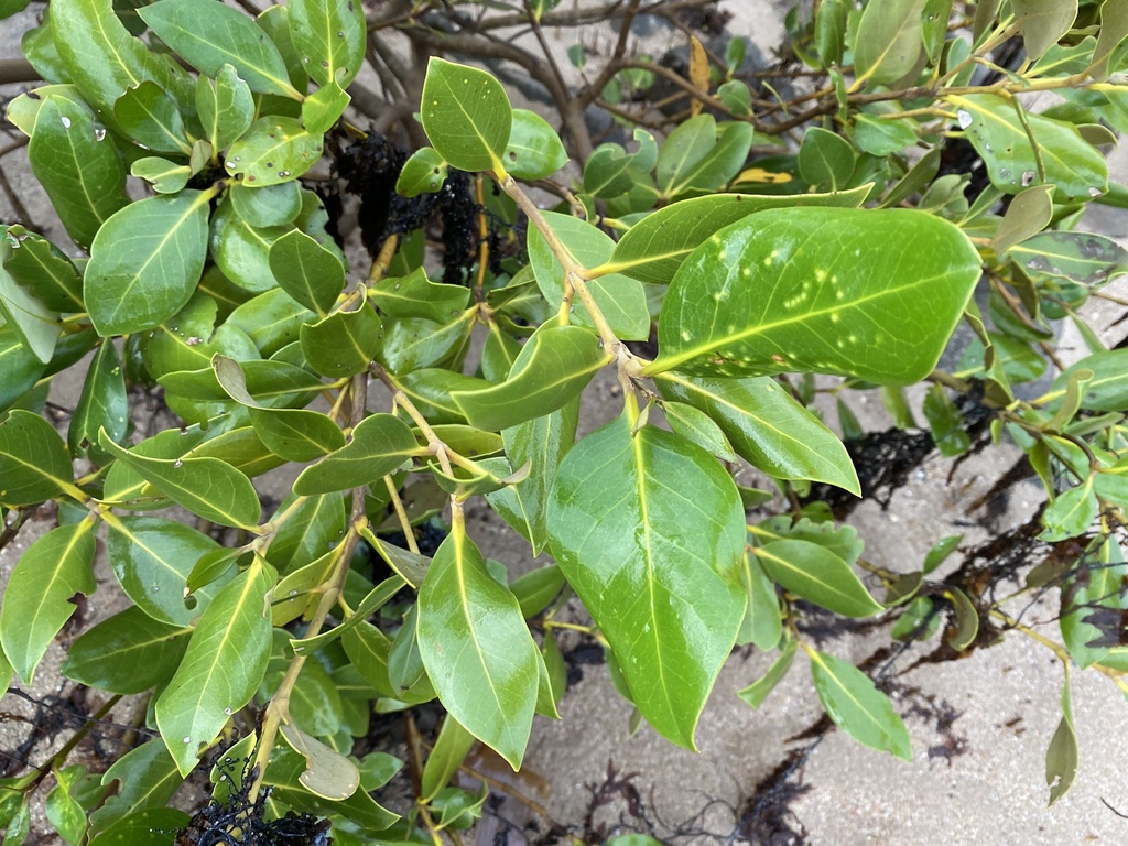 Grey Mangrove from Dampier Ward, Dampier, WA, AU on April 24, 2023 at ...