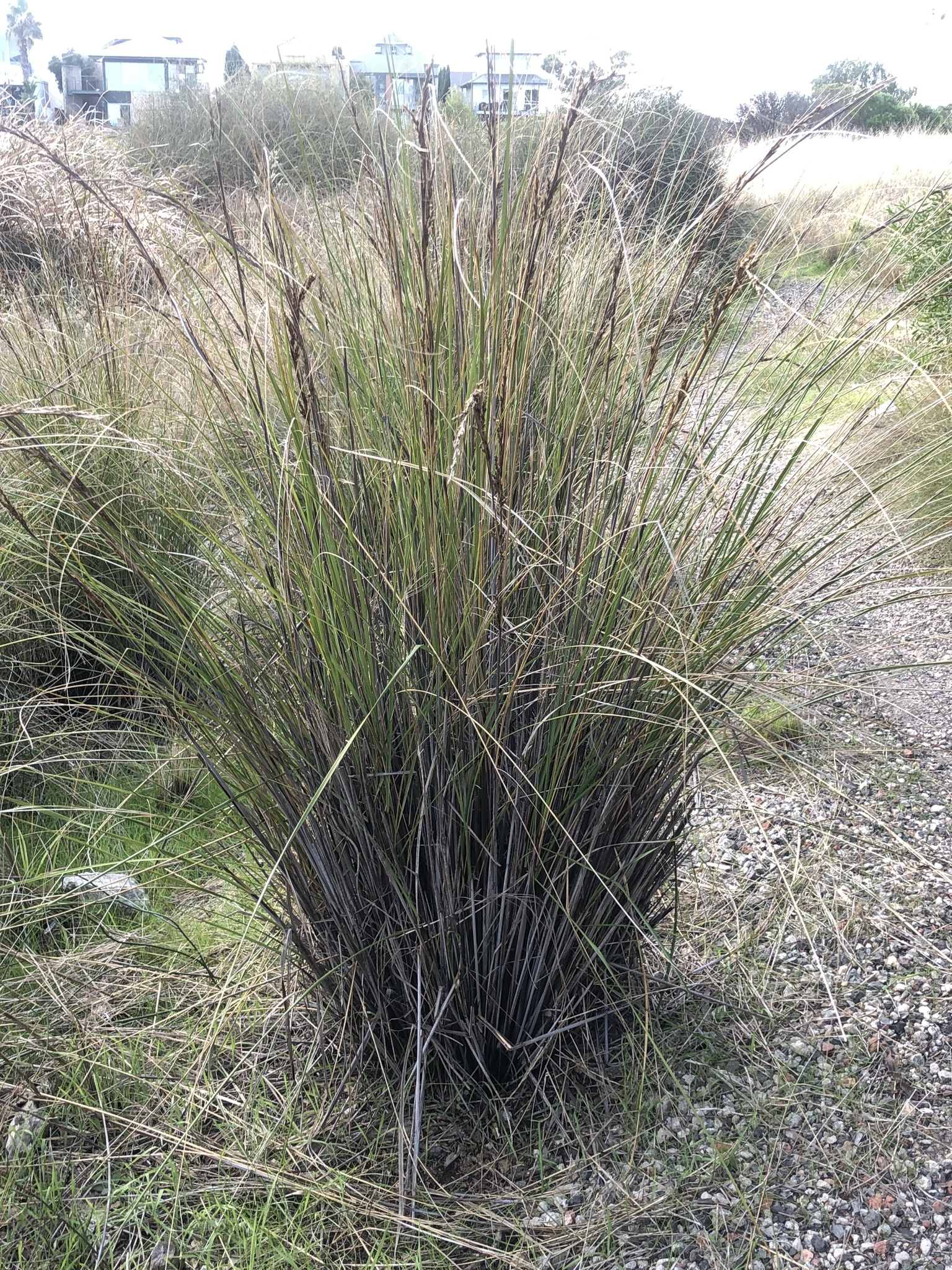 Gahnia filum (Labill.) F.Muell.