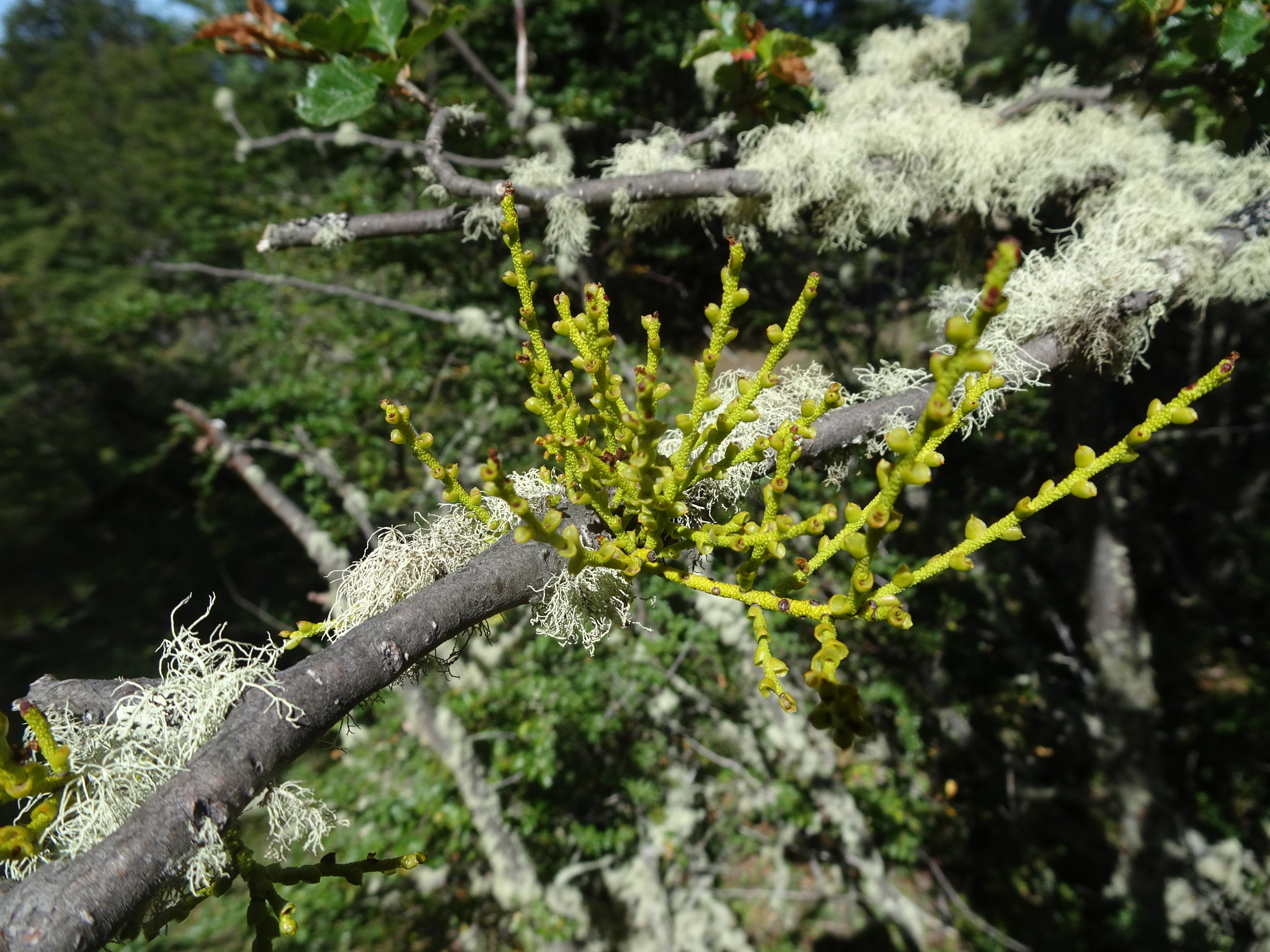 Misodendraceae