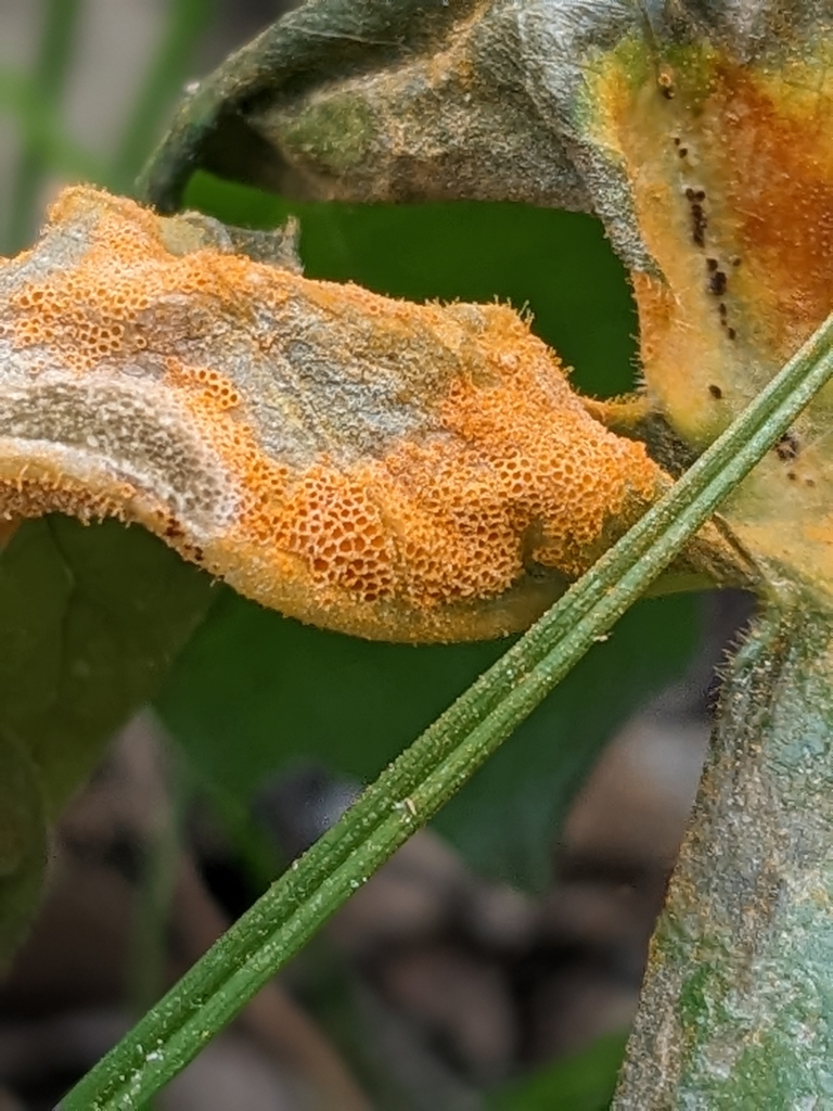 Mayapple Rust from Lane Spring on April 23, 2023 at 03:41 PM by Mike ...