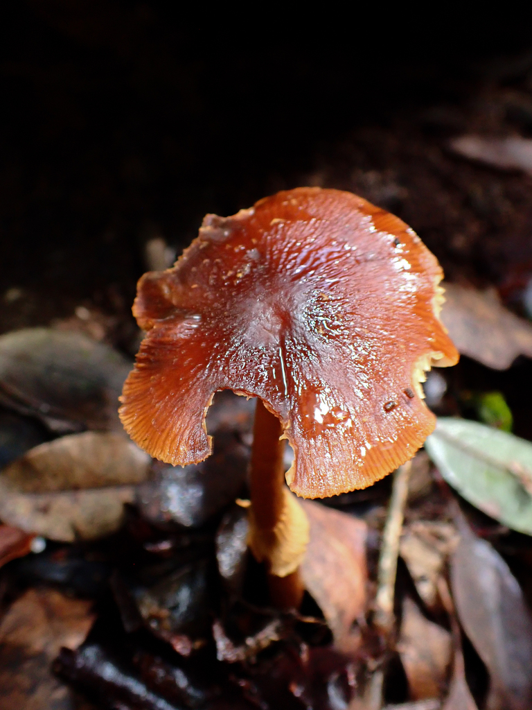 Descolea recedens from Strickland State Forest, Somersby NSW, Australia ...