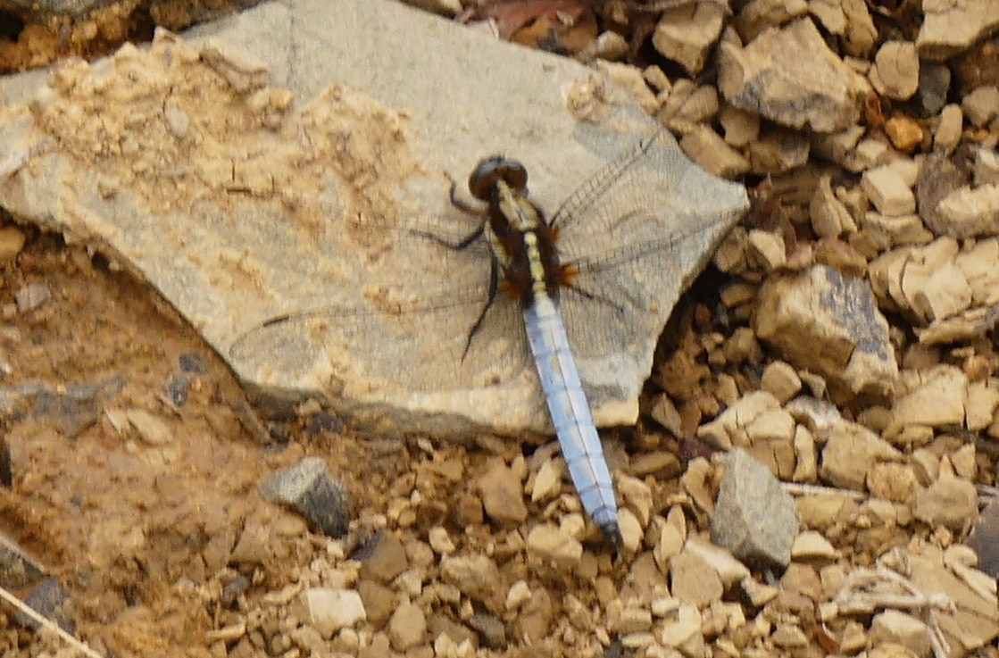 Orthetrum internum