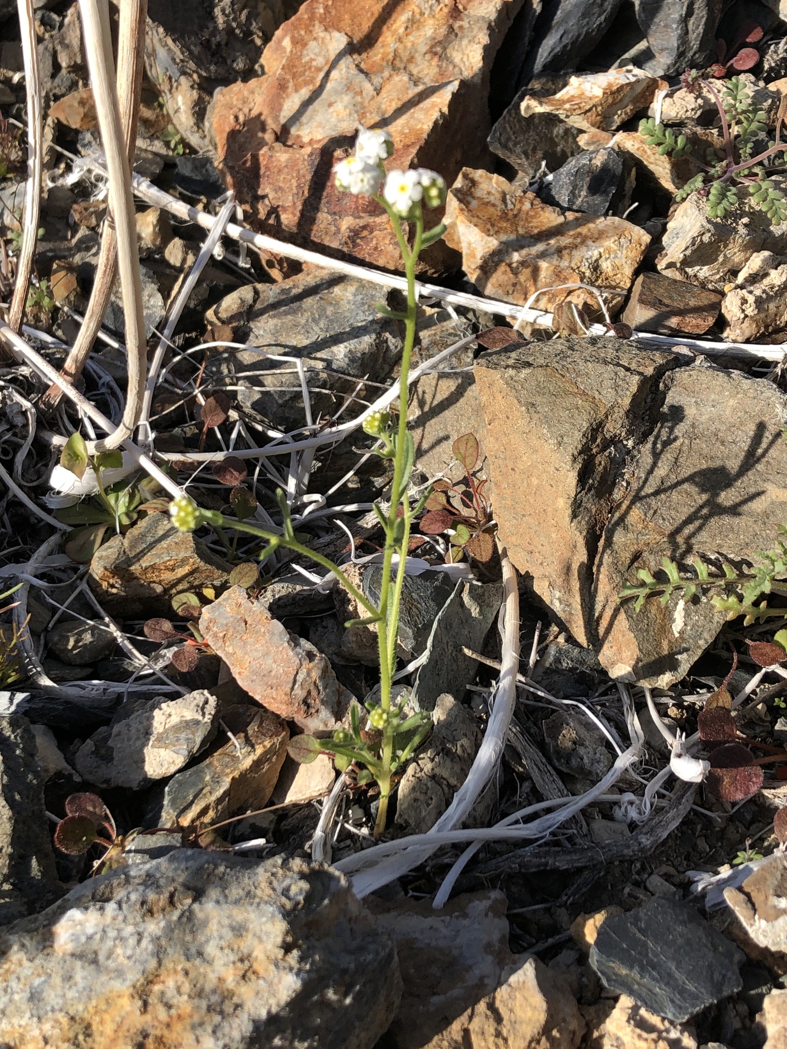 Cryptantha utahensis (A.Gray) Greene