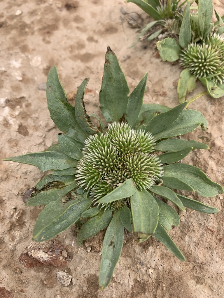 Gymnarrhena micrantha from Mejeja, Samarra, Iraq on April 24, 2023 at ...